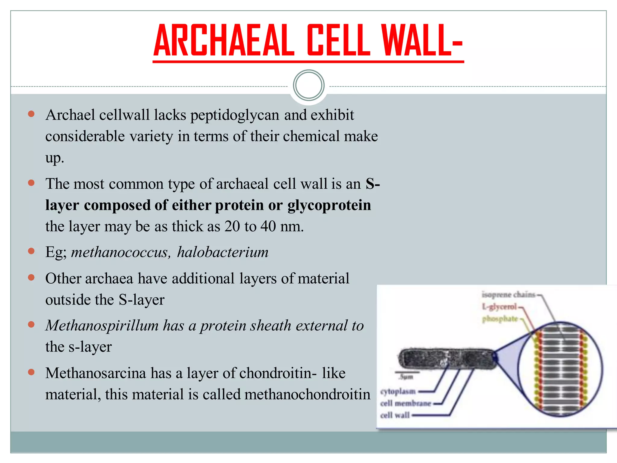 Archaebacteria | PDF