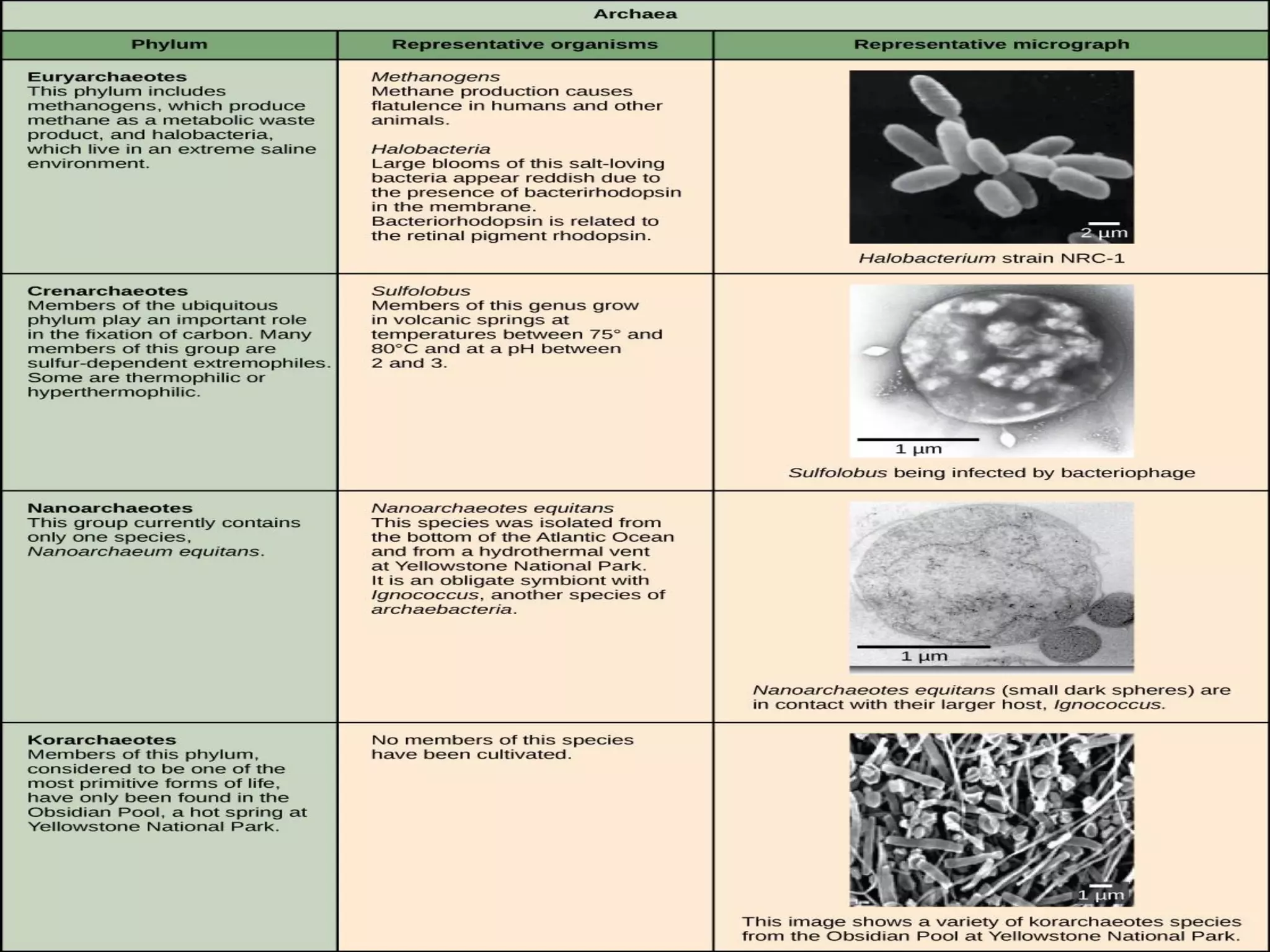Archaebacteria | PDF