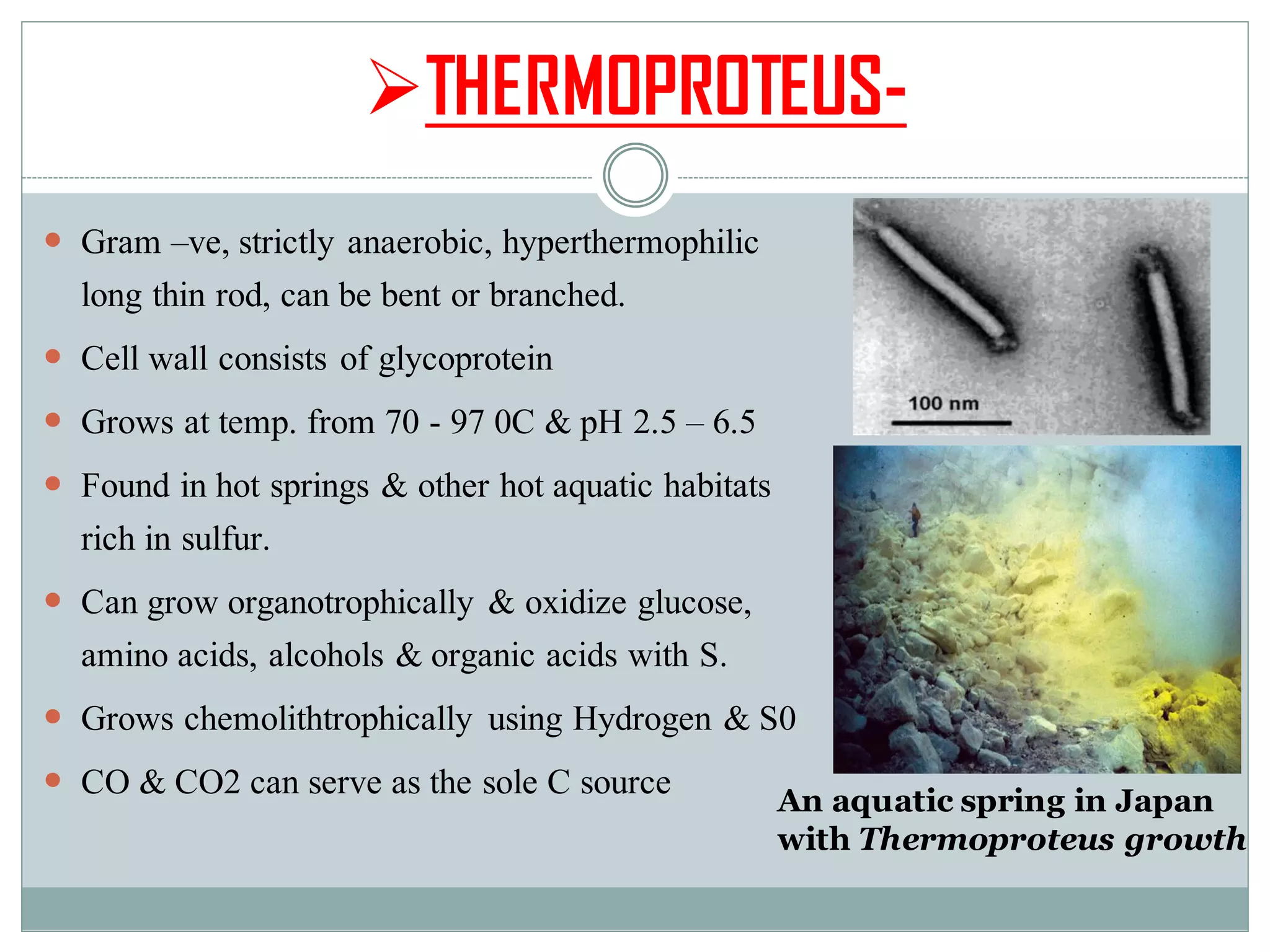 Archaebacteria | PDF