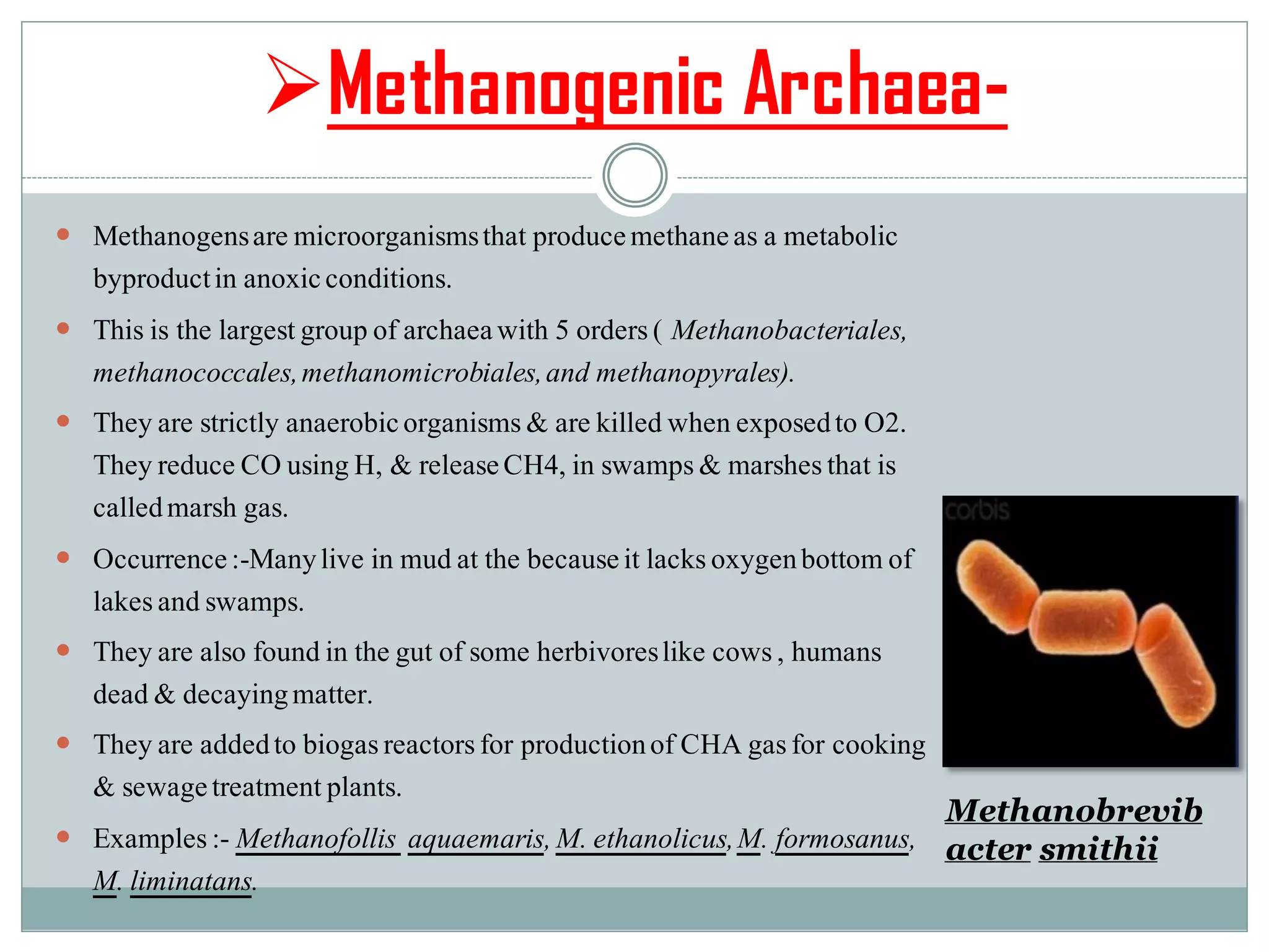 Archaebacteria | PDF