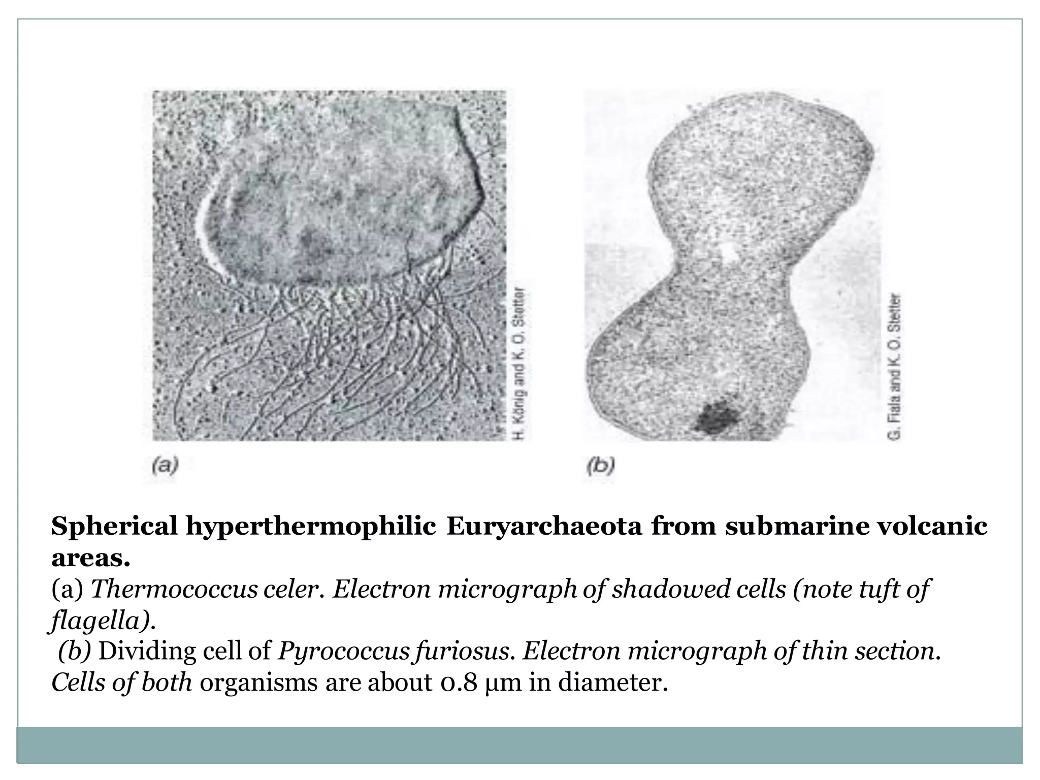 Archaebacteria | PDF