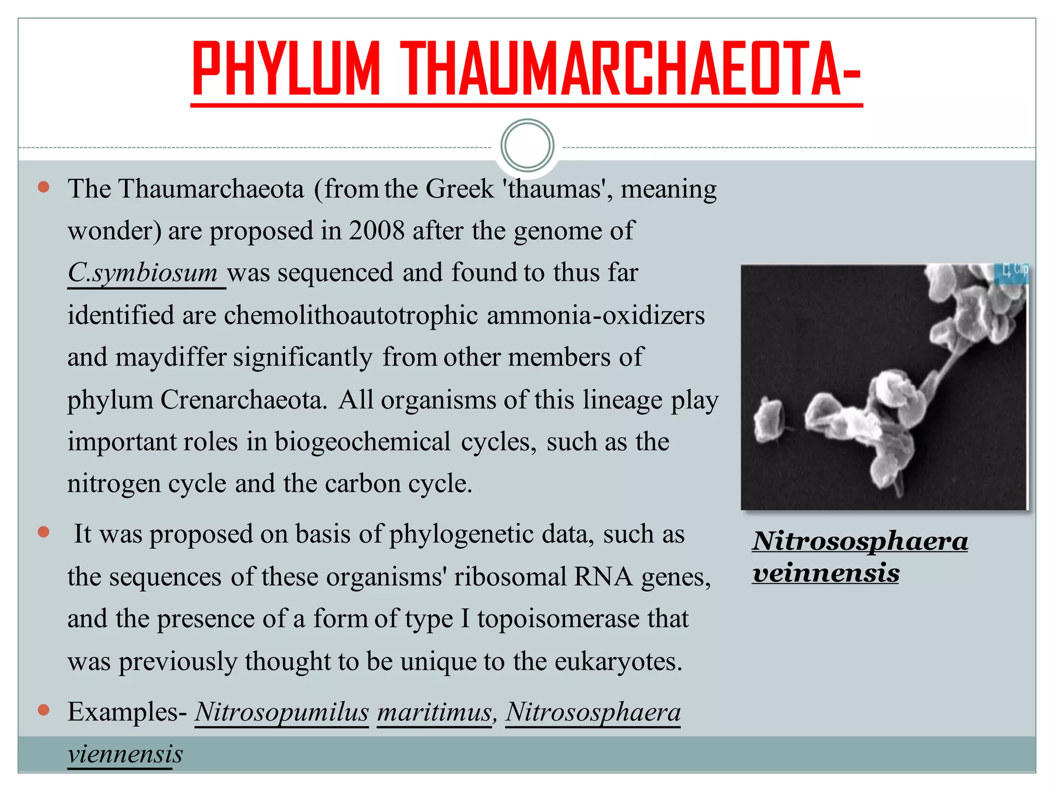Archaebacteria | PDF