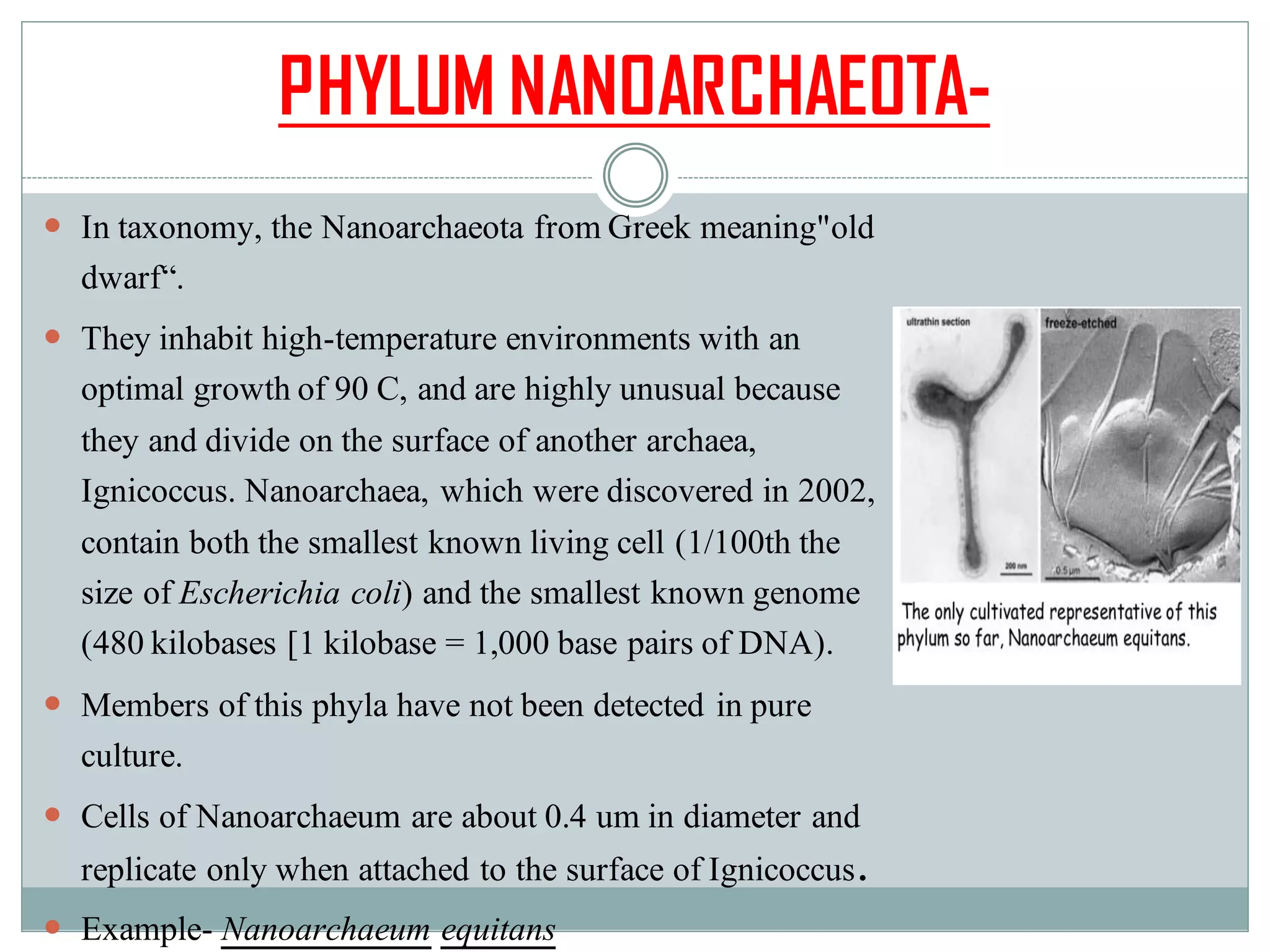 Archaebacteria | PDF