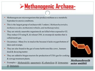 Archaebacteria Examples Methanogens