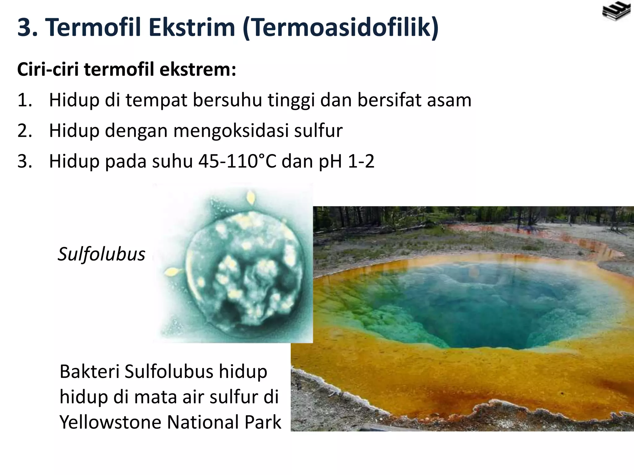 Archaebacteria and eubacteria | PDF