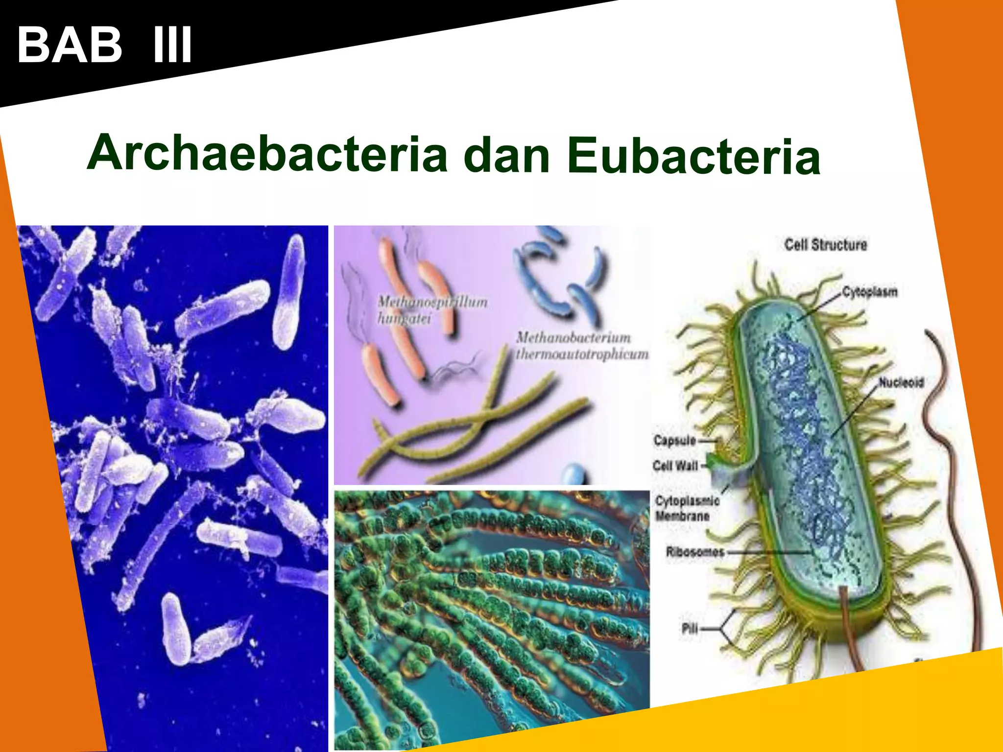 Archaebacteria and eubacteria | PPT