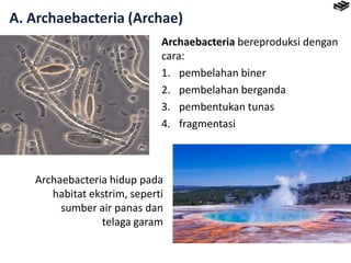 Archaebacteria and eubacteria | PDF