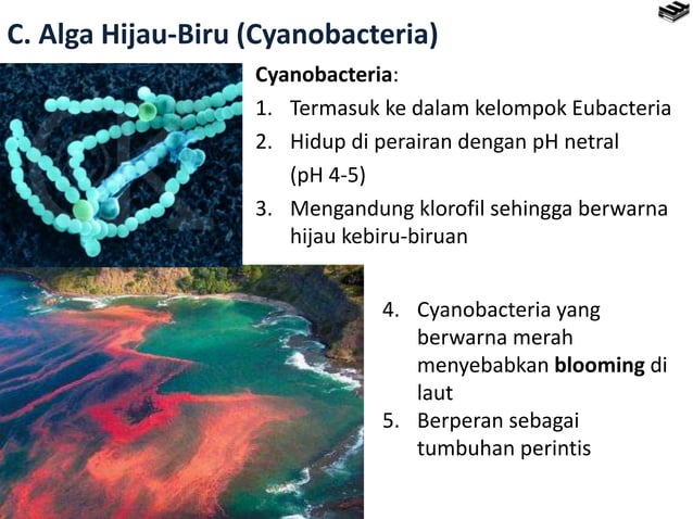 Archaebacteria dan Eubacteria.pptx