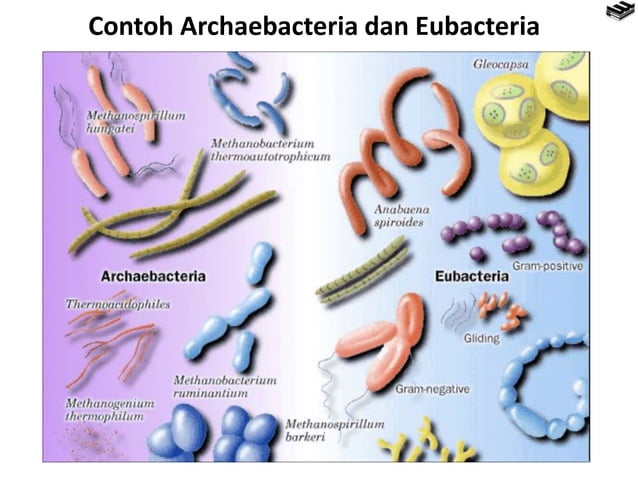 Archaebacteria dan Eubacteria.pptx