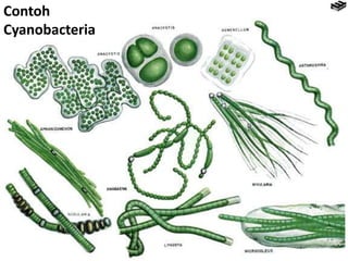 Perbedaan Archaebacteria dan Eubacteria.pptx