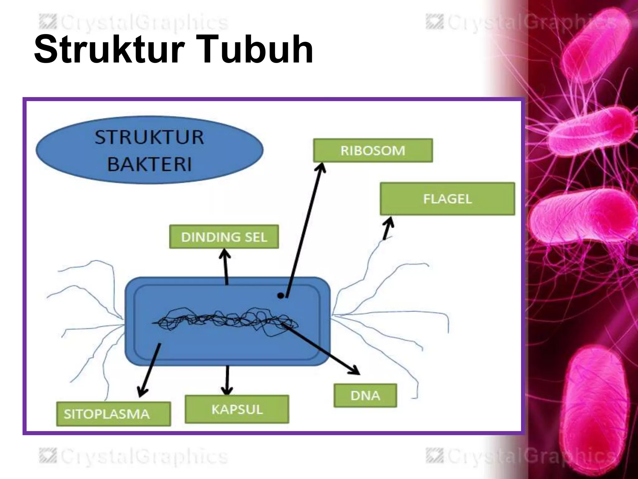 Archaebacteria Dan Eubacteria New2pptx 0843