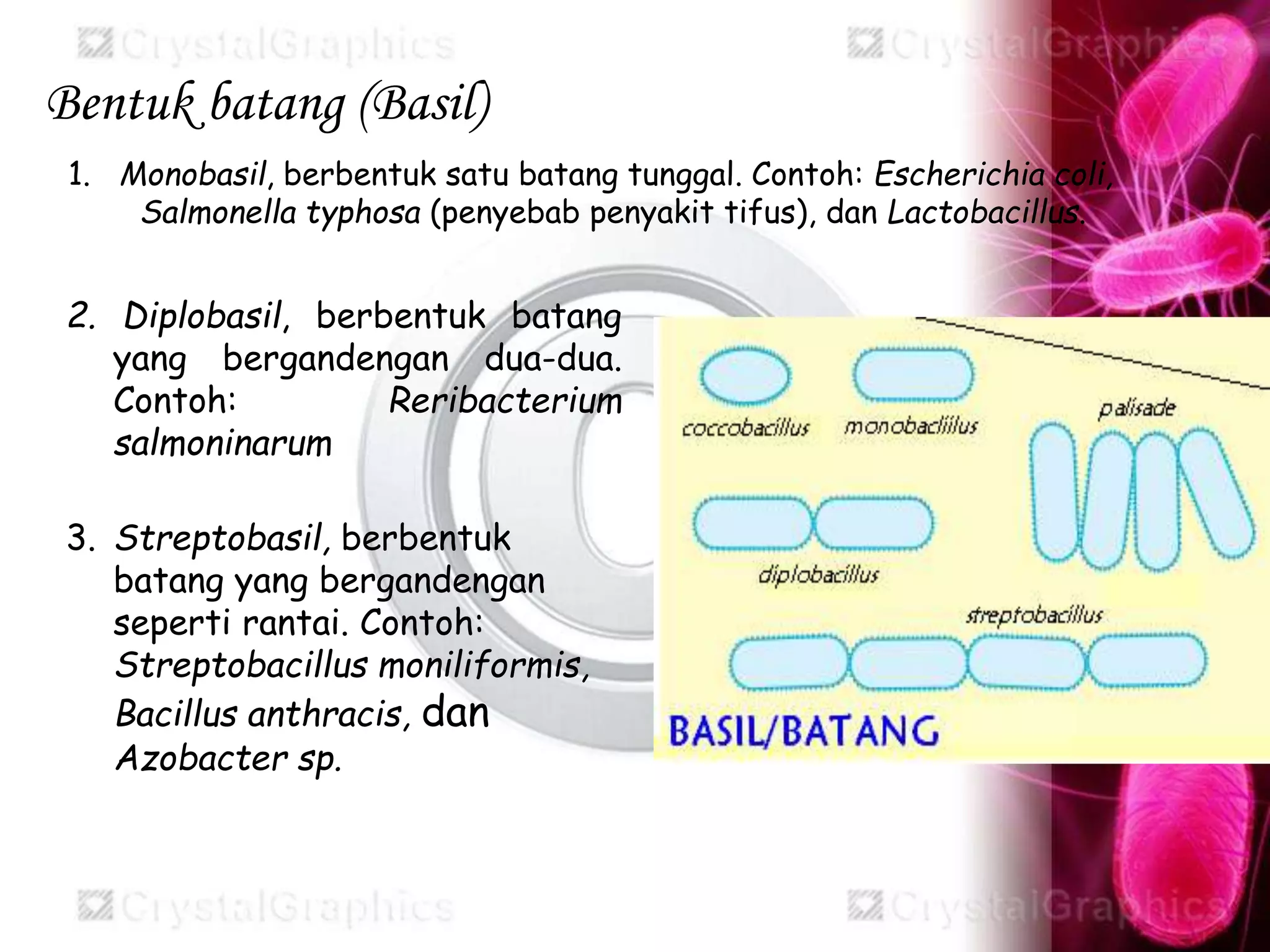 Archaebacteria Dan Eubacteria New2pptx 3616