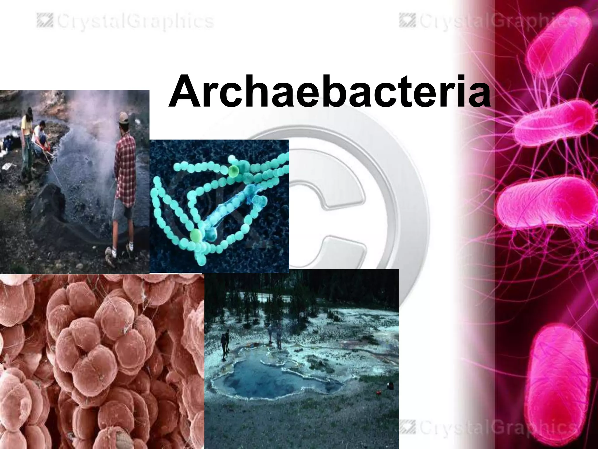 Archaebacteria dan Eubacteria new2.pptx