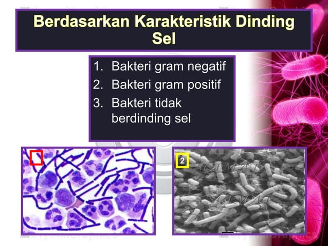 Archaebacteria Dan Eubacteria New2pptx 3521