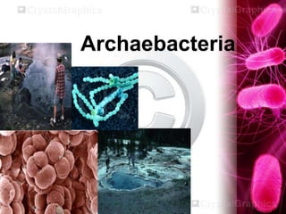 Archaebacteria dan Eubacteria new2.pptx
