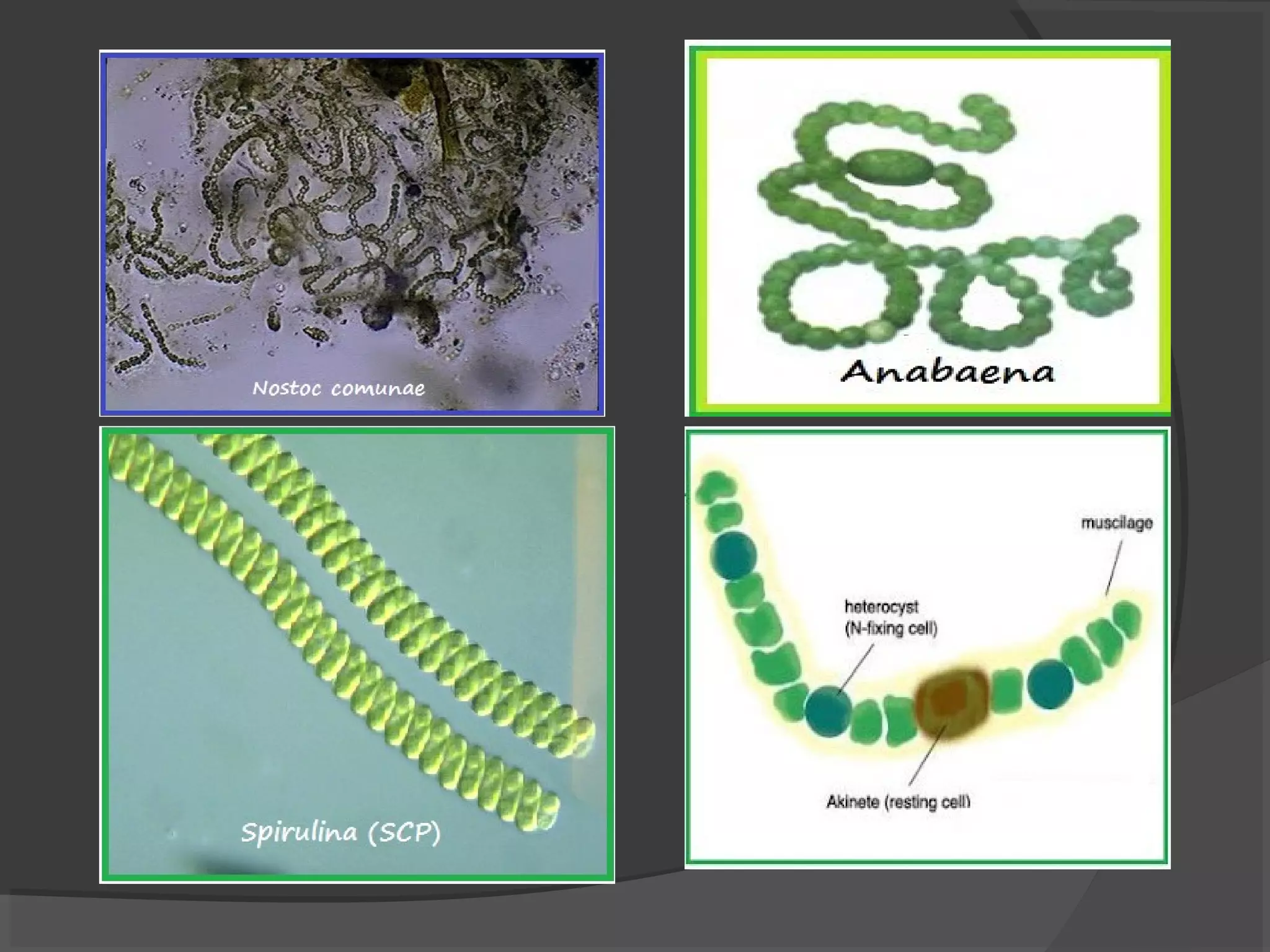 Archae&eubacteria | PPT
