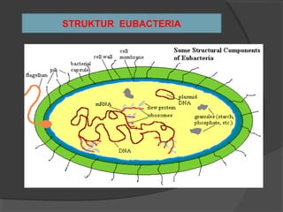 Archae&eubacteria | PPT