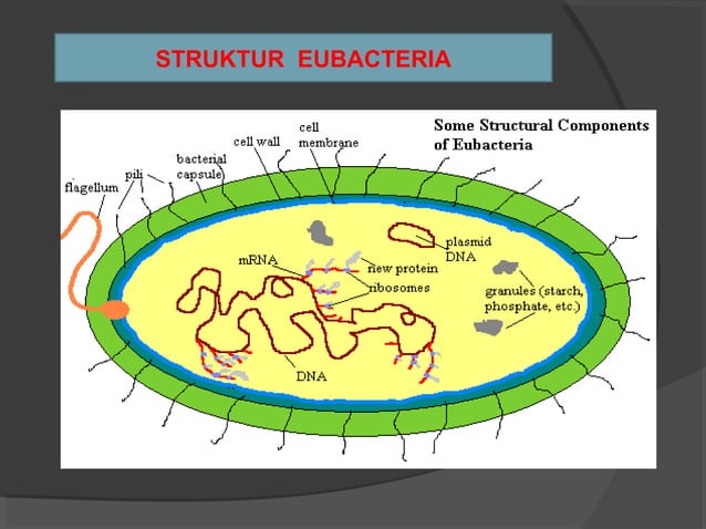 Archae&eubacteria | PPT