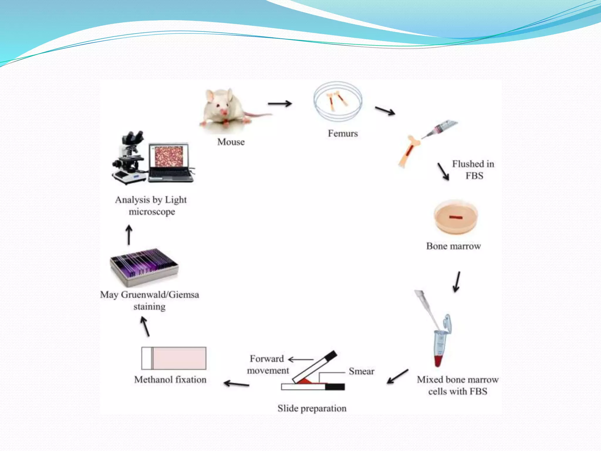 Mutagenicity, Carcinogenicity, Genotoxicity Tests | PPTX