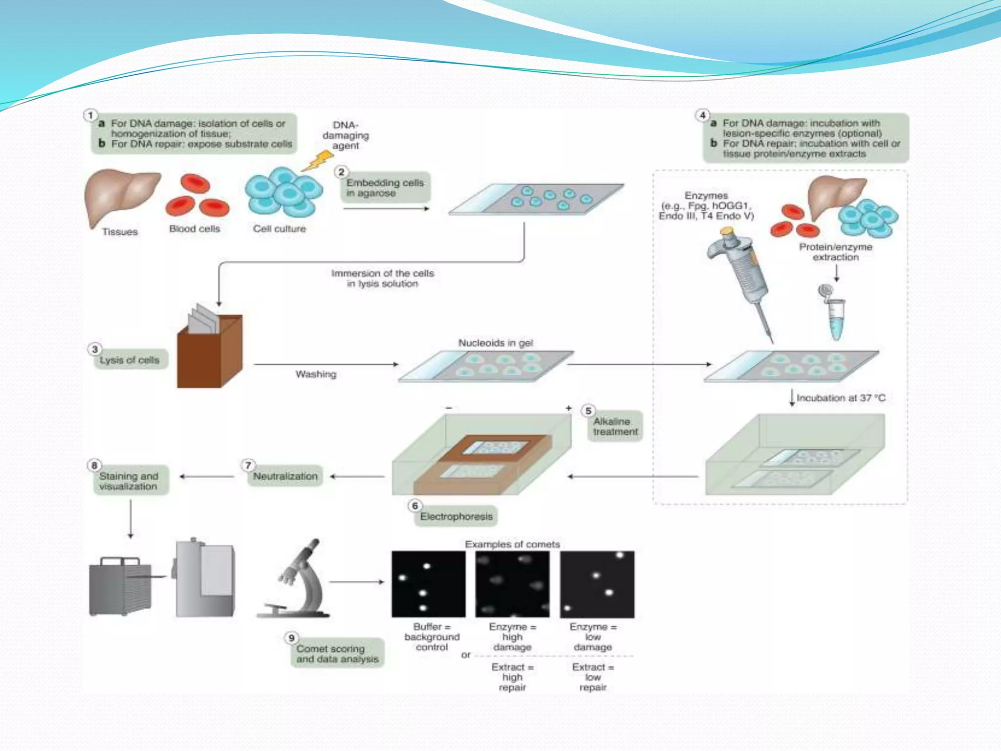 Mutagenicity, Carcinogenicity, Genotoxicity Tests | PPTX