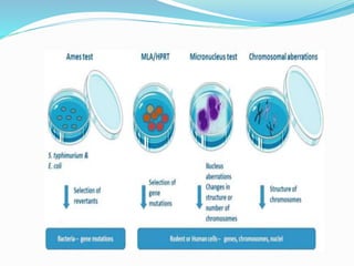 Mutagenicity, Carcinogenicity, Genotoxicity Tests | PPTX
