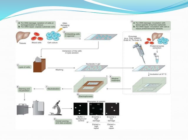 Mutagenicity, Carcinogenicity, Genotoxicity Tests | PPTX