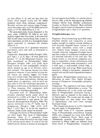 FERUGLIOCLADACEAE, A NEW CONIFER FAMILY FROM THE PERMIAN OF GONDWANA | PDF