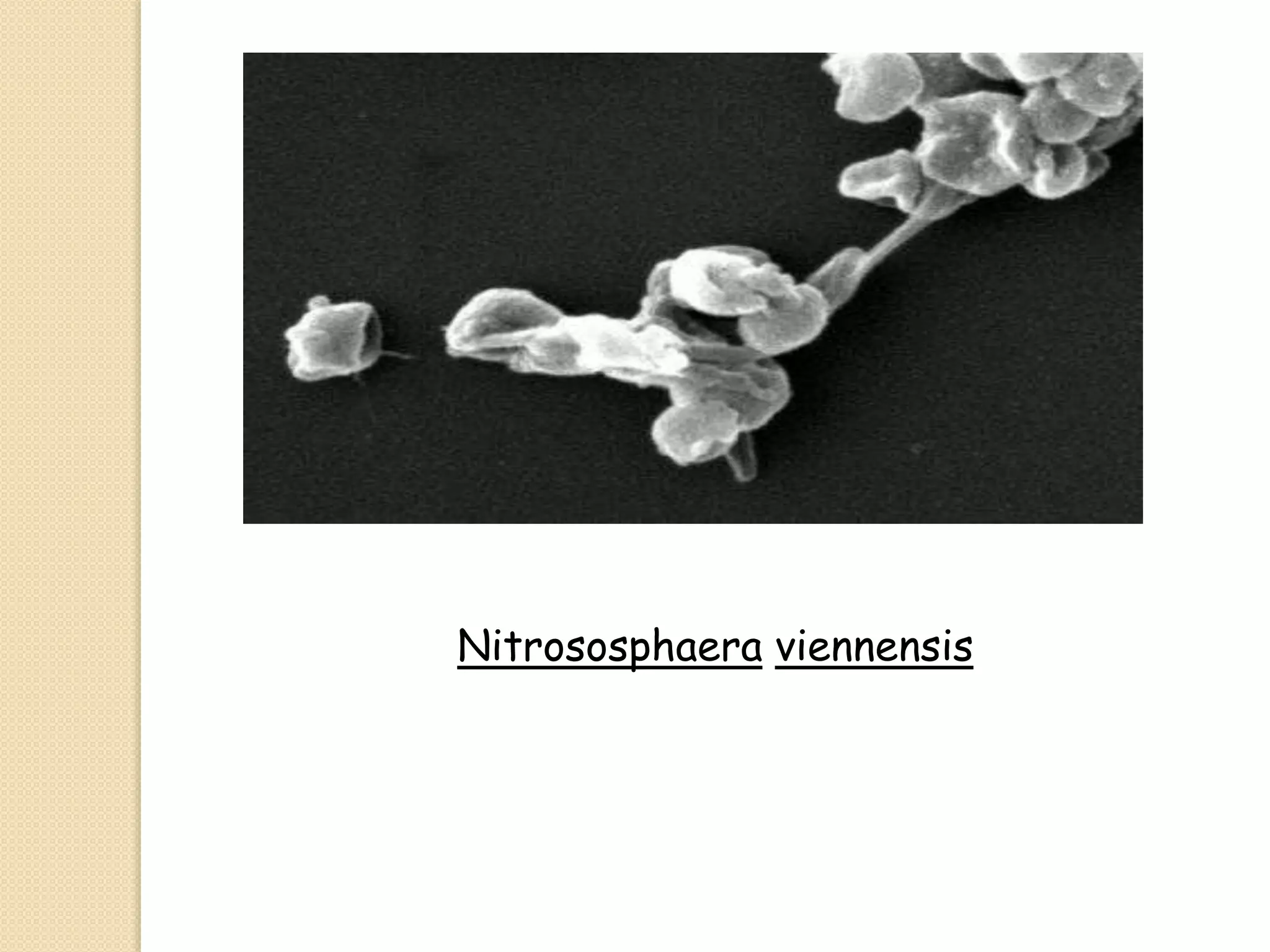Archeabacteria presentation | PPTX