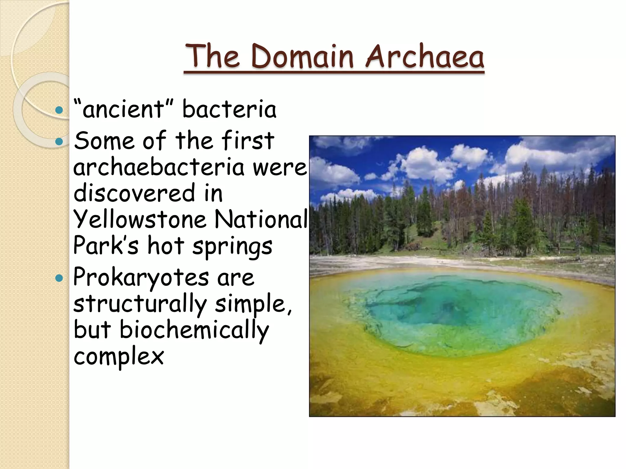 Archeabacteria presentation | PPTX