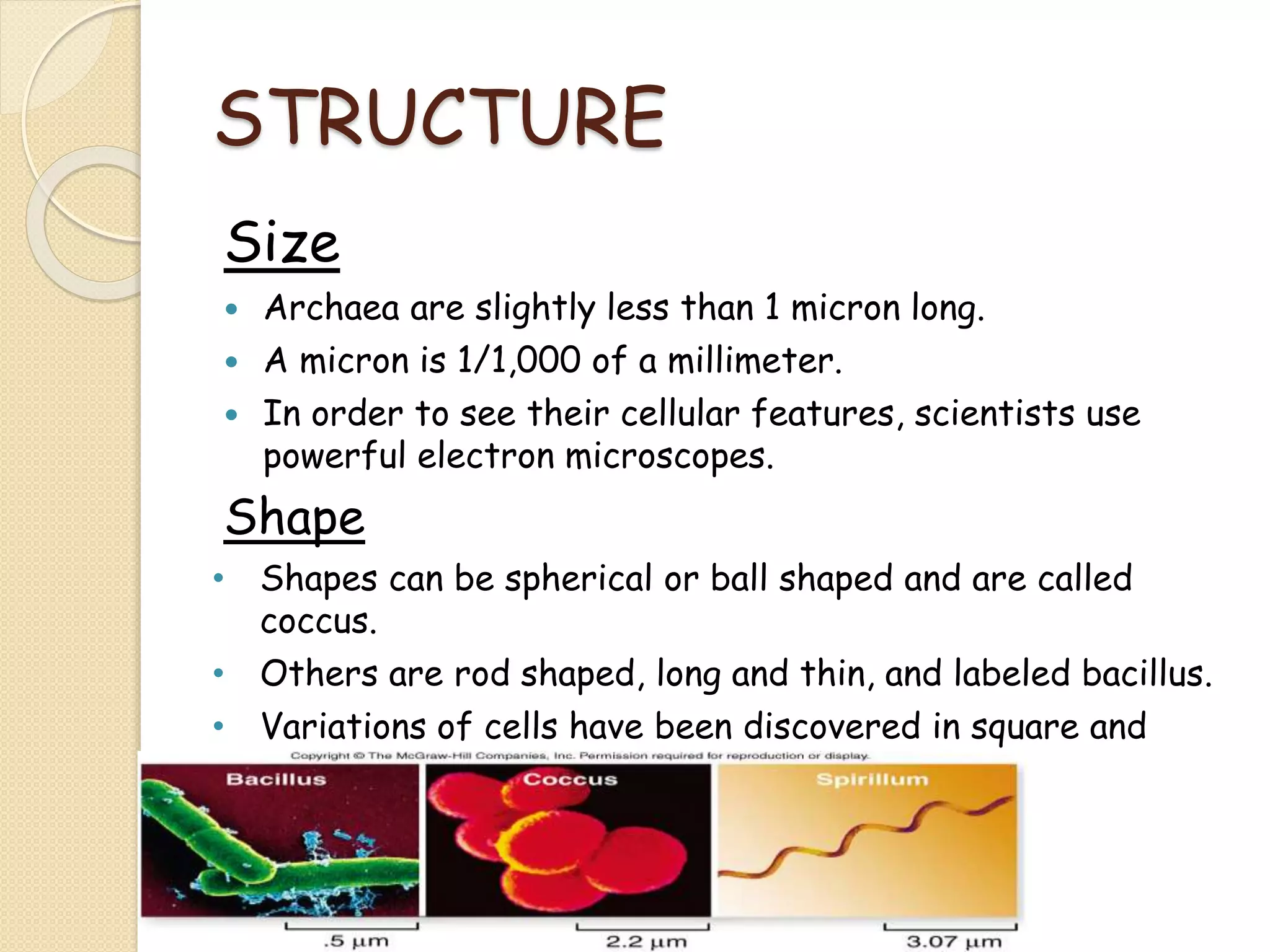 Archeabacteria presentation | PPTX