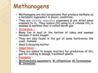 Archeabacteria presentation | PPTX