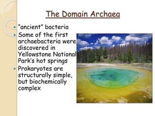 Archeabacteria presentation | PPTX