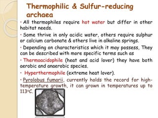 Pyrolobus Fumarii Characteristics