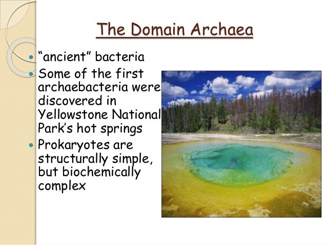 Archeabacteria presentation