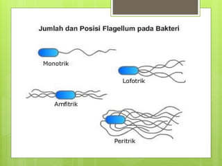 ARCHEBACTERIA DAN EUBACTERIA KINGDOM MONERA.pptx