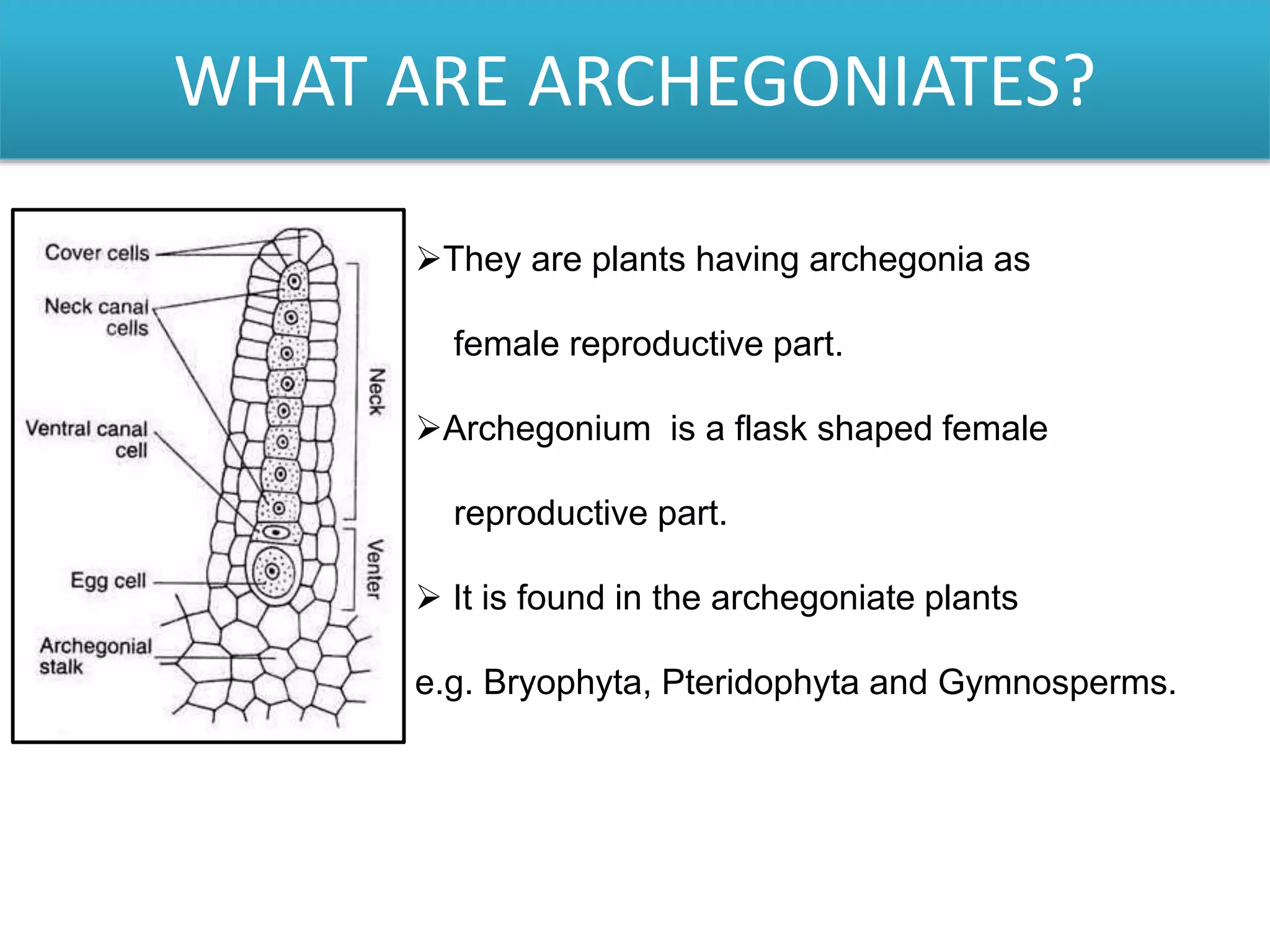 Archegoniates | PPTX