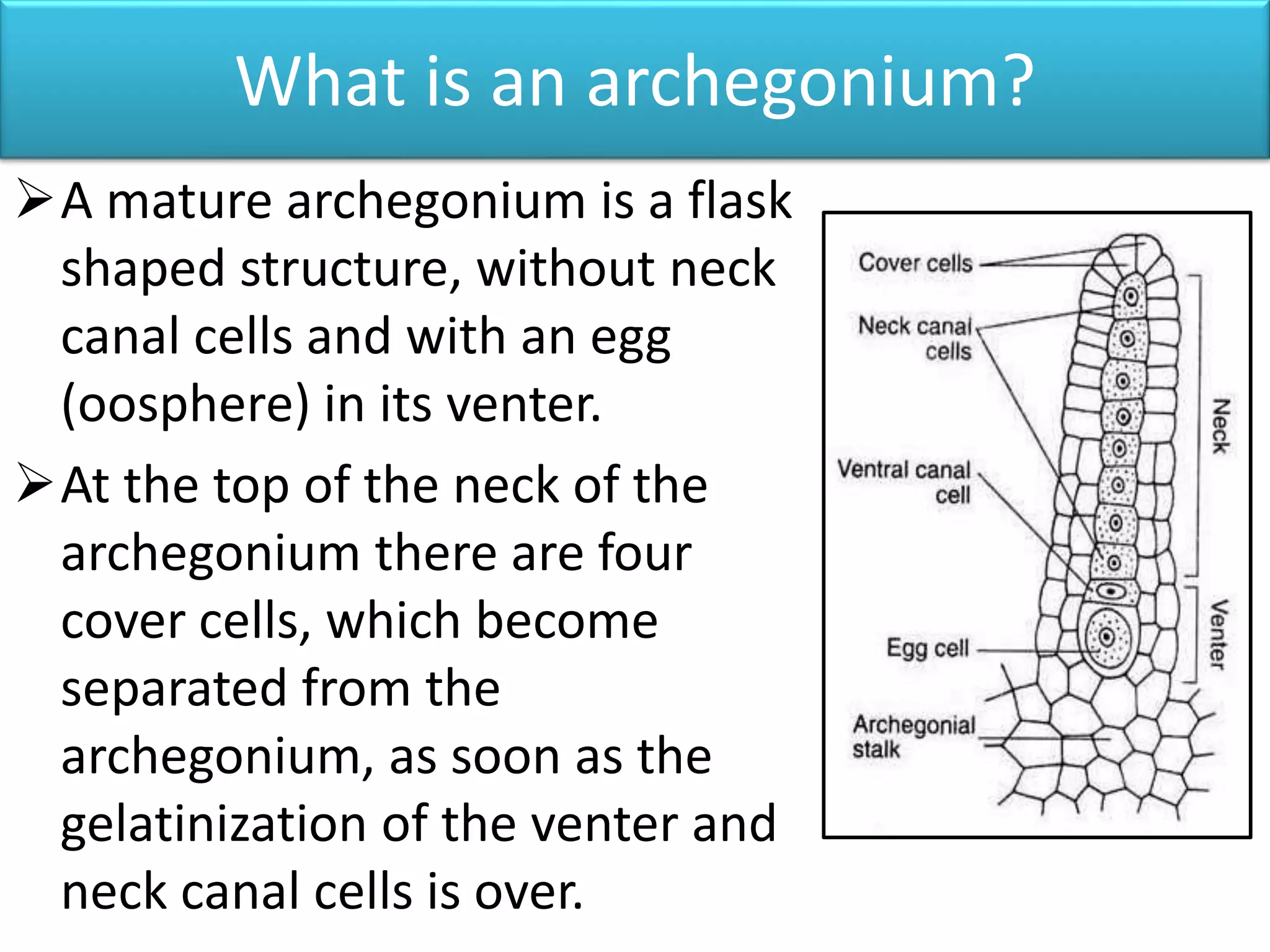 Archegoniates | PPTX