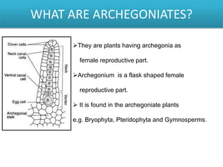 Archegoniates | PPTX