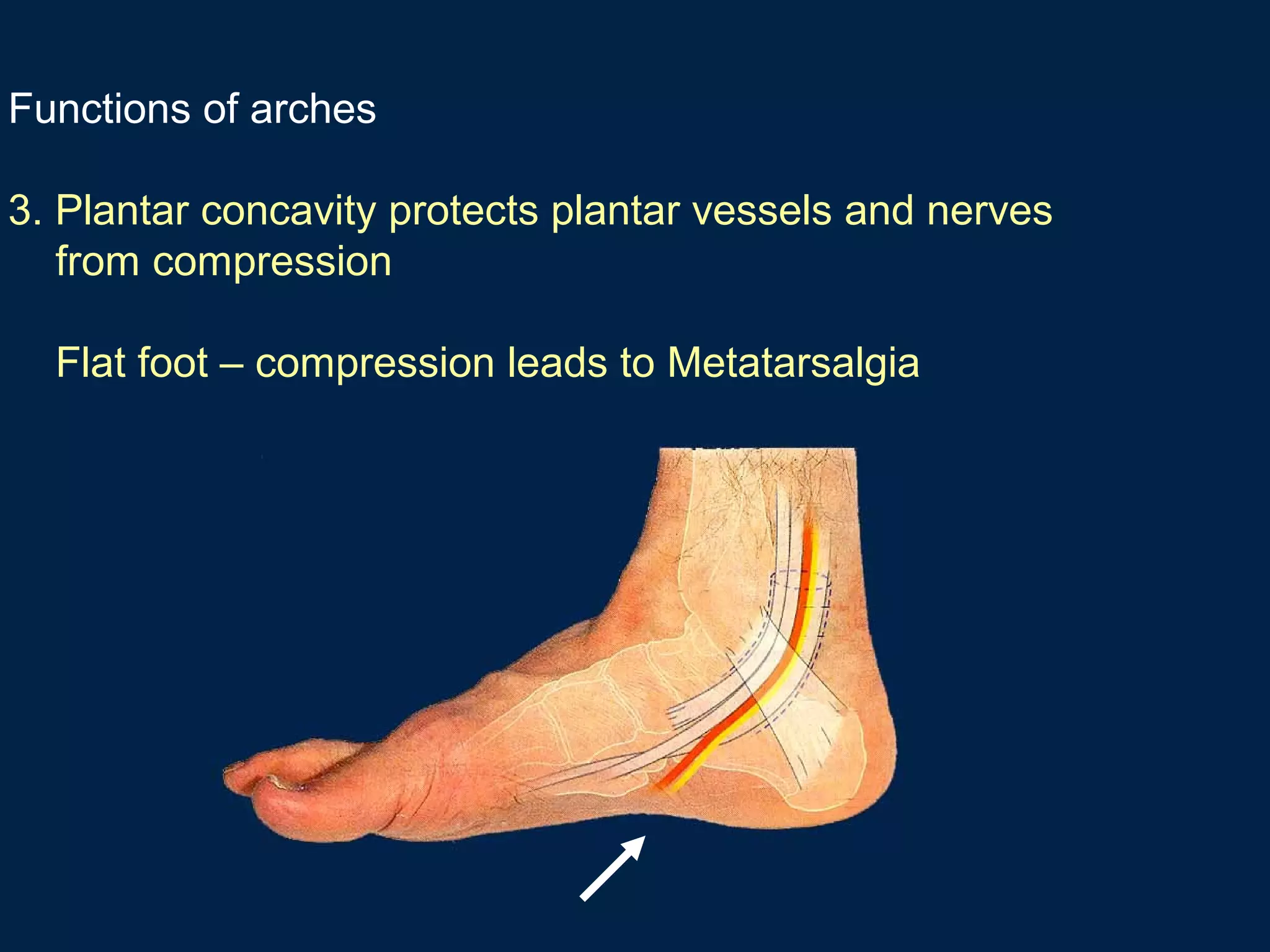 Arches of foot | PPT
