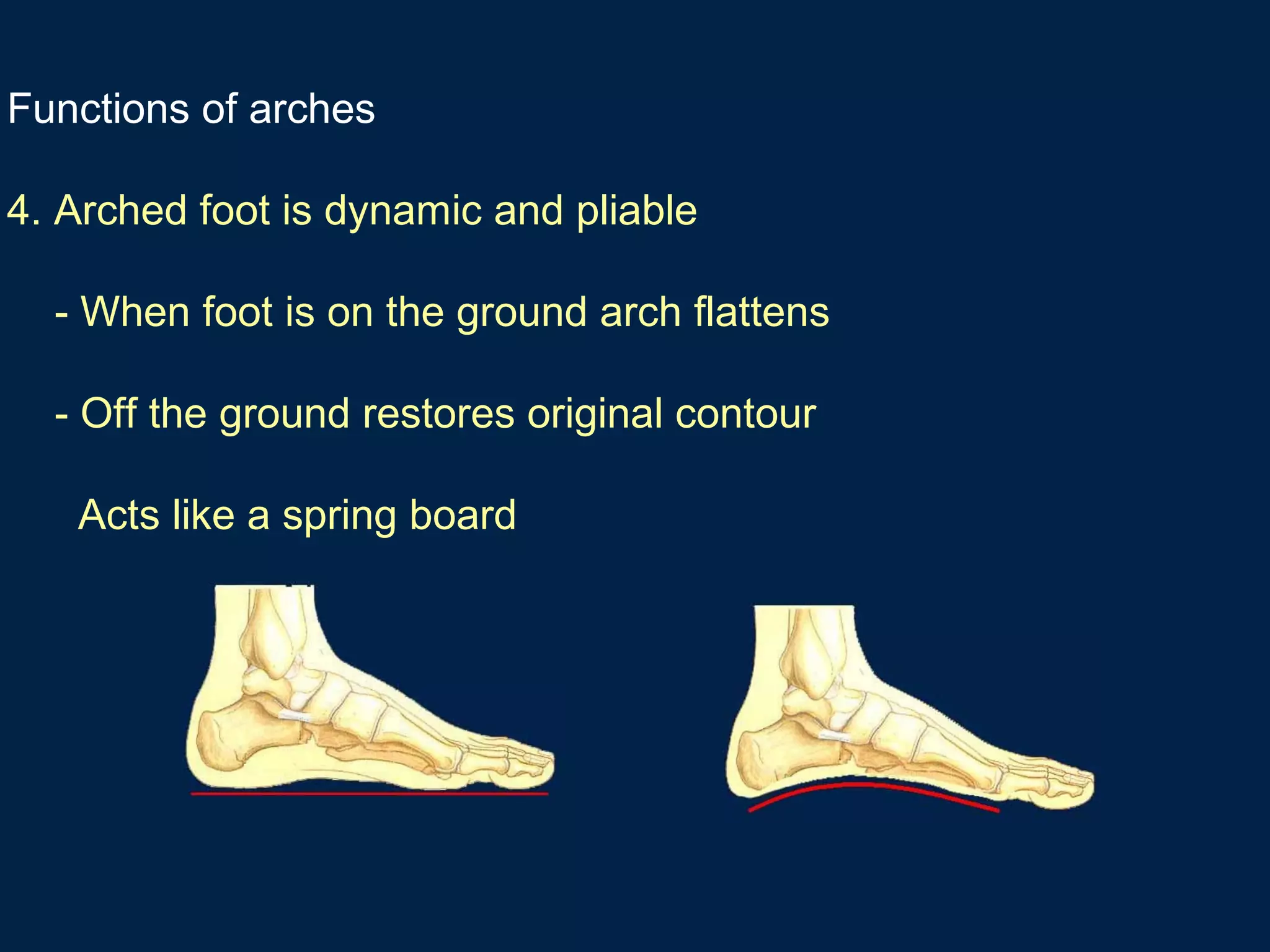 Arches of foot | PPT