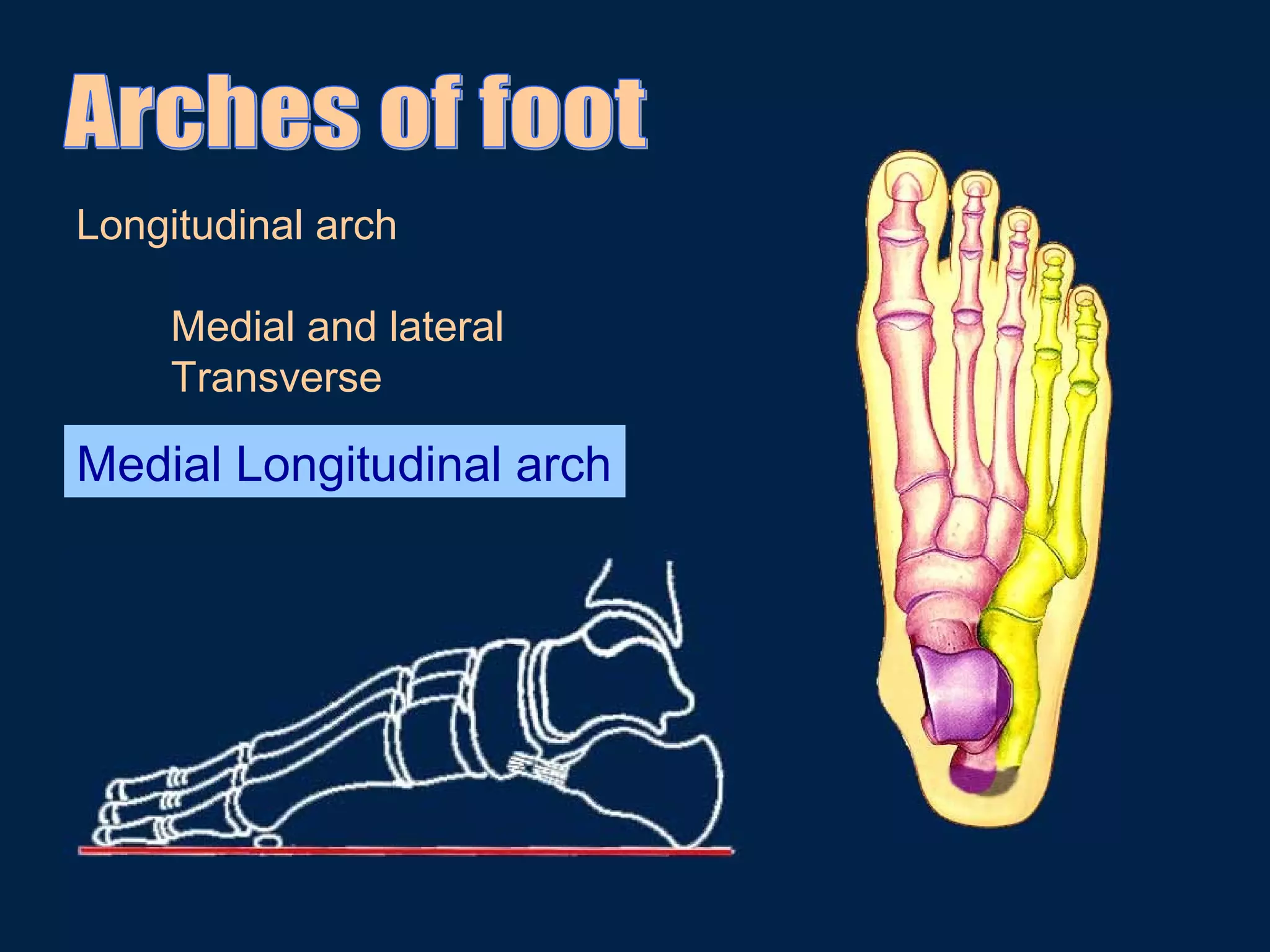 Arches of foot | PPT