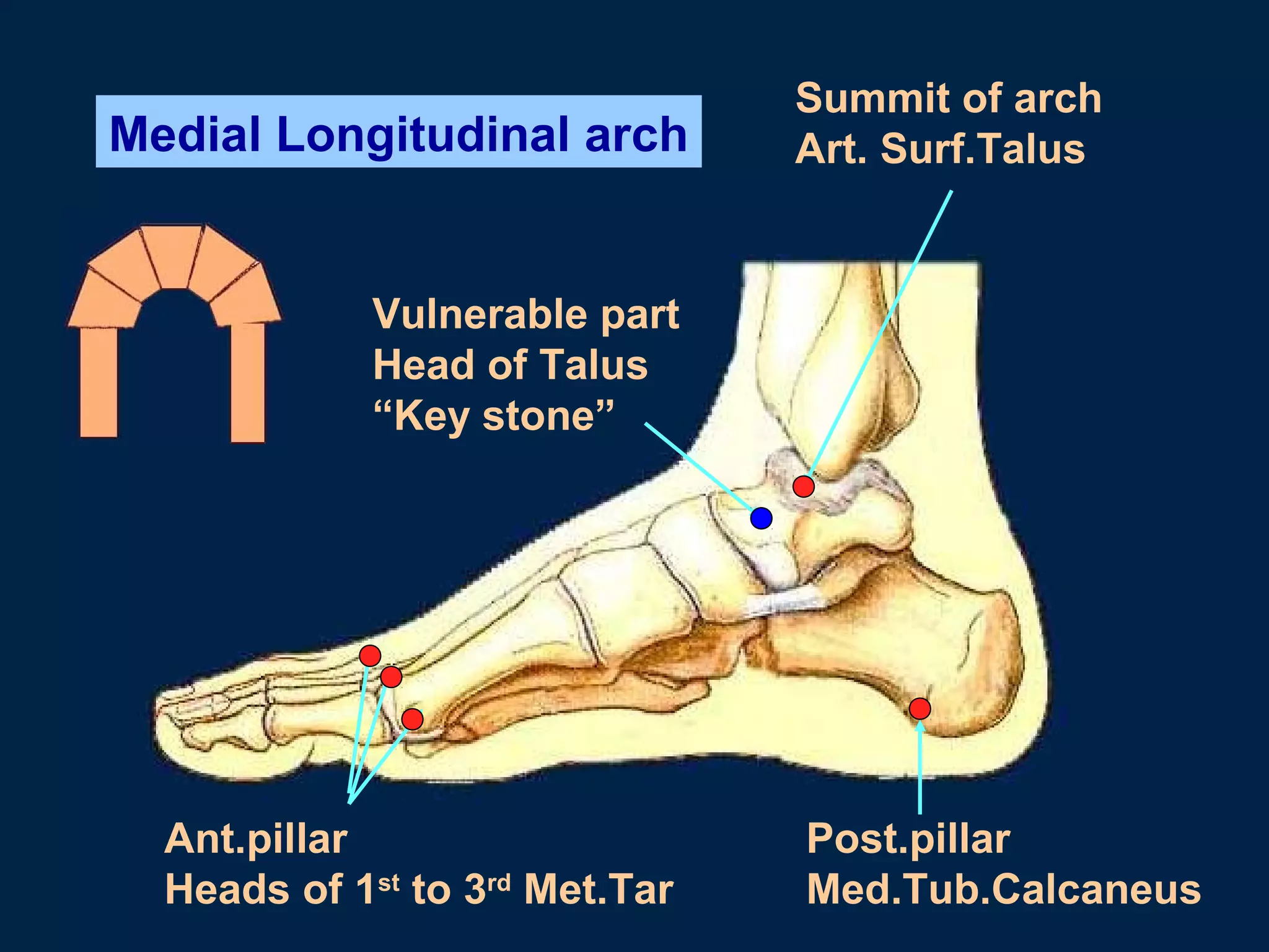 Arches of foot | PPT