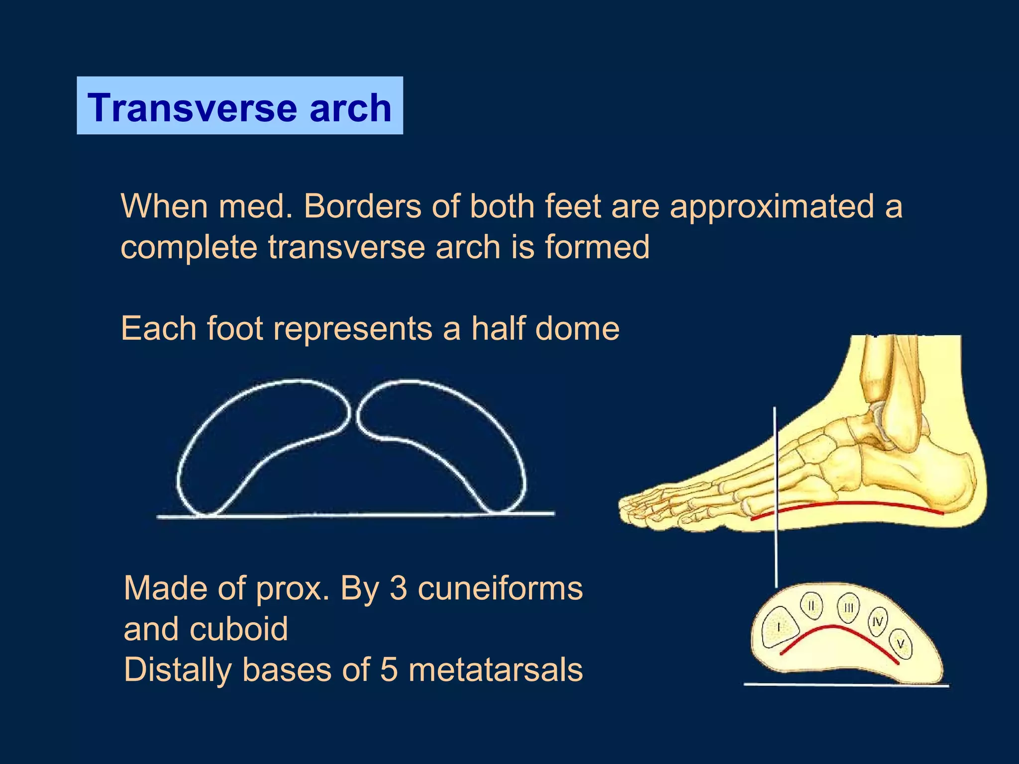 Arches of foot | PPT