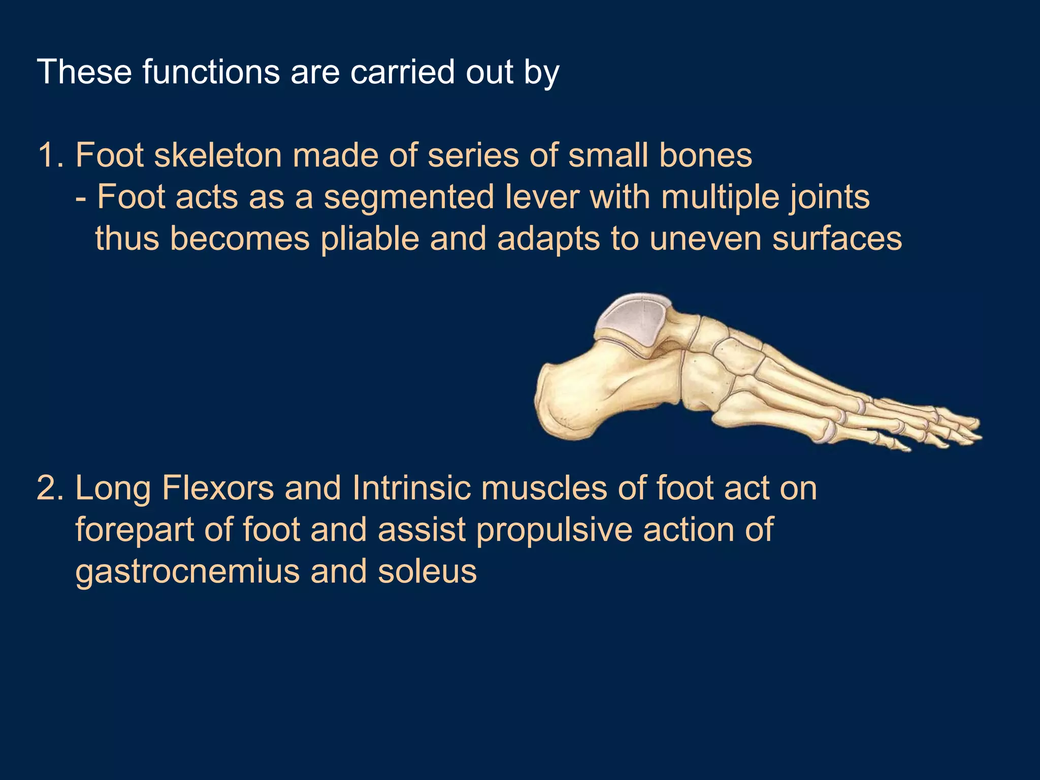 Arches of foot | PPT