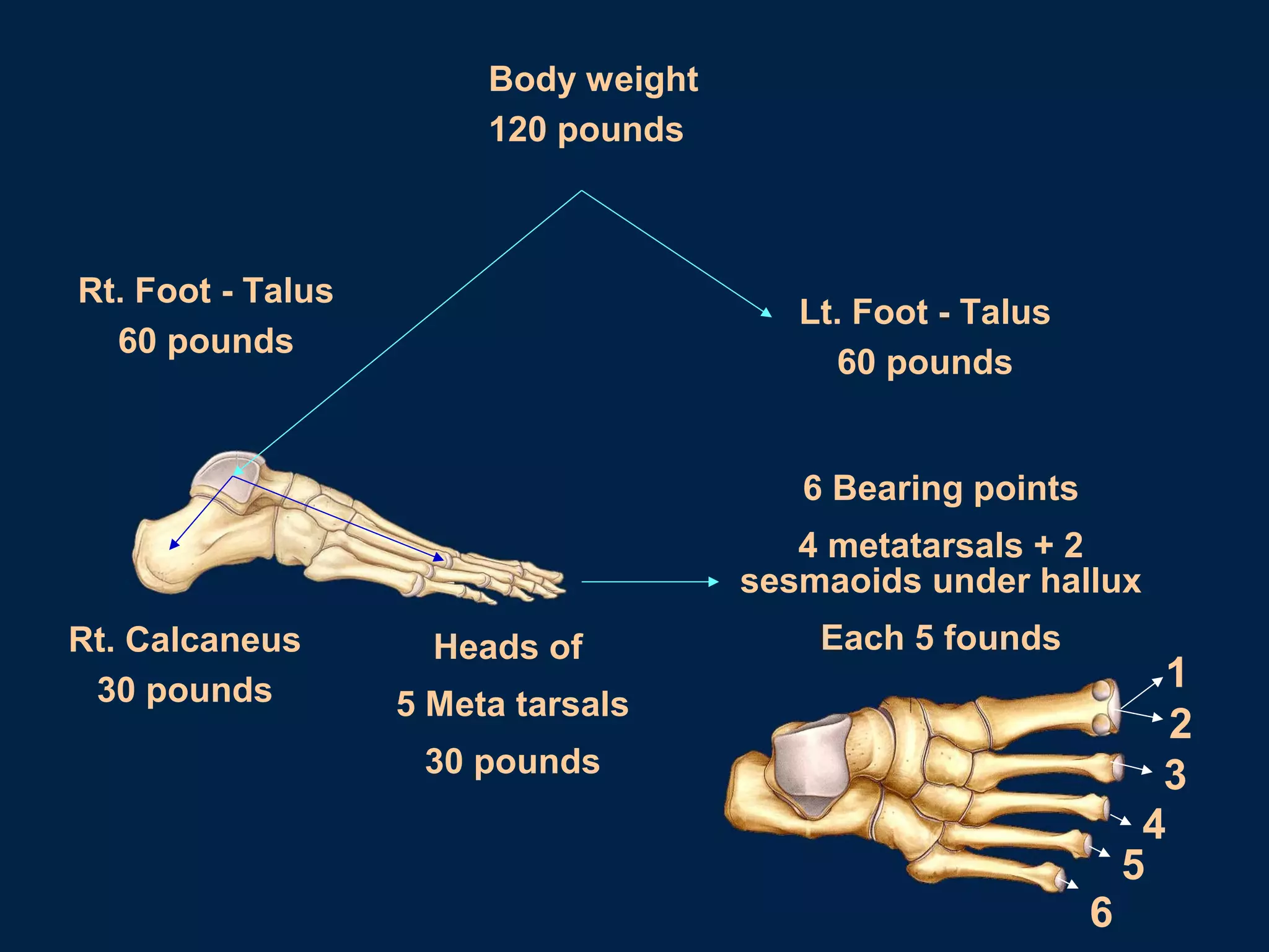 Arches of foot | PPT
