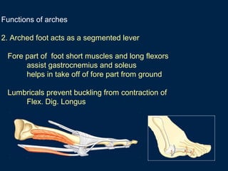 Arches of foot | PPT