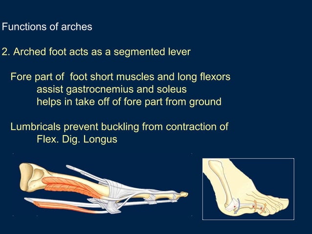 Arches of foot | PPT