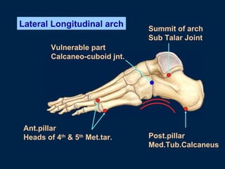 Arches of foot | PPT