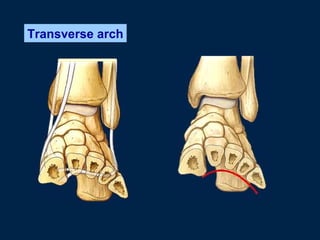 Arches of foot | PPT