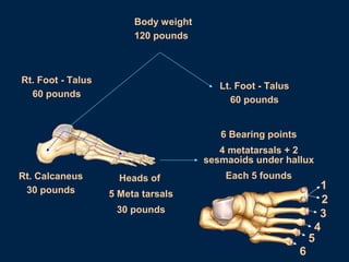 Arches of foot | PPT